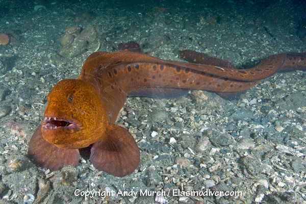 Pictures of Wolf Eels, Anarrhichthys ocellatus.